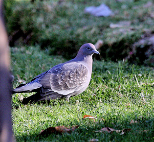 Columbidae Family Columbidae Family Birds Rankings Columbiformes This