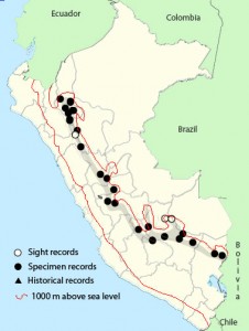 andean guan