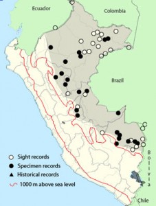 Undulated Tinamou (Crypturellus undulatus) - Peru Aves