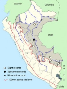 Black-and-White Hawk-Eagle