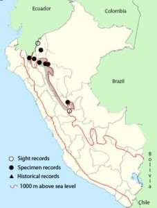 Red-billed Parrot (Pionus sordidus) - Peru Aves