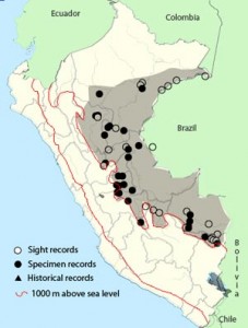 Rose-fronted Parakeet