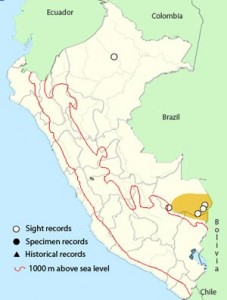 Ash-colored Cuckoo
