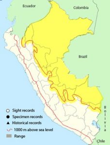 Scarlet Tanager (Piranga olivacea) - Peru Aves
