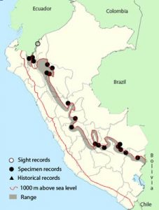 Golden-eared Tanager (Tangara chrysotis) - Peru Aves