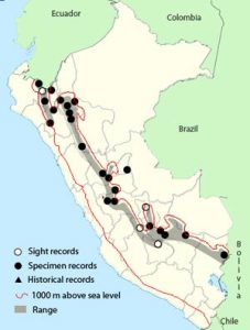 Barred Becard (Pachyramphus versicolor) - Peru Aves