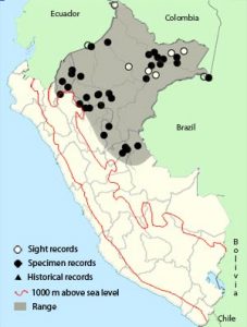 Striolated Manakin (Machaeropterus striolatus) - Peru Aves