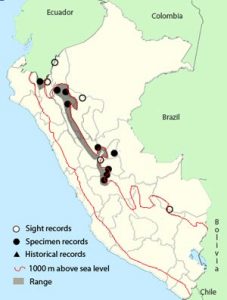 Rufous-rumped Antwren (Euchrepomis callinota) - Peru Aves