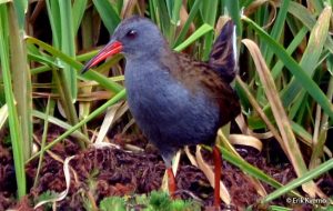 Bogota Rail