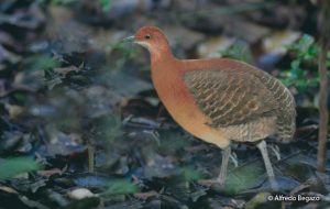 Gray-legged Tinamou (Crypturellus duidae) - Peru Aves