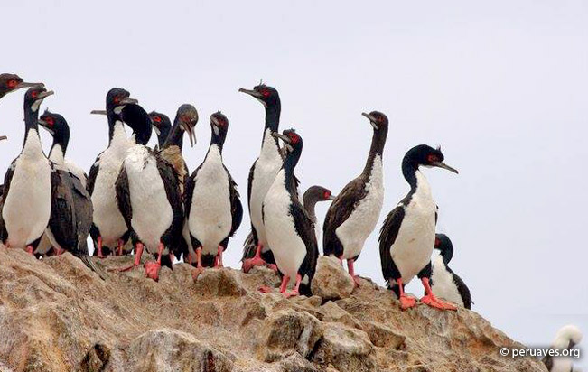 Guanay Cormorant (Phalacrocorax bougainvillii) - Peru Aves