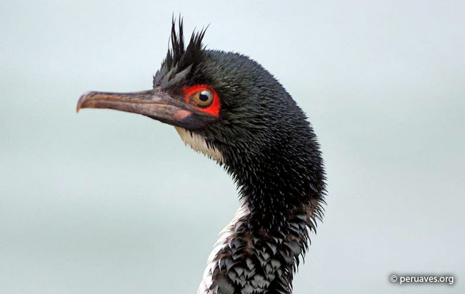 Guanay Cormorant (Phalacrocorax bougainvillii) - Peru Aves