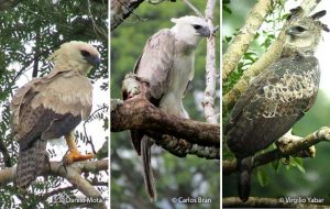 Harpy Eagle (Harpia harpyja) - Peru Aves