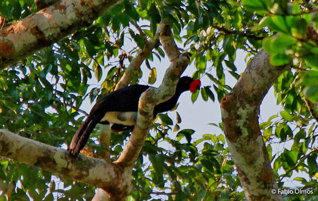 Wattled Curassow