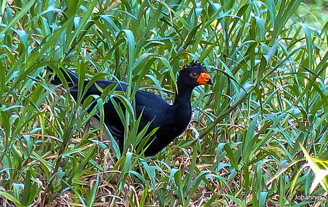 Wattled Curassow
