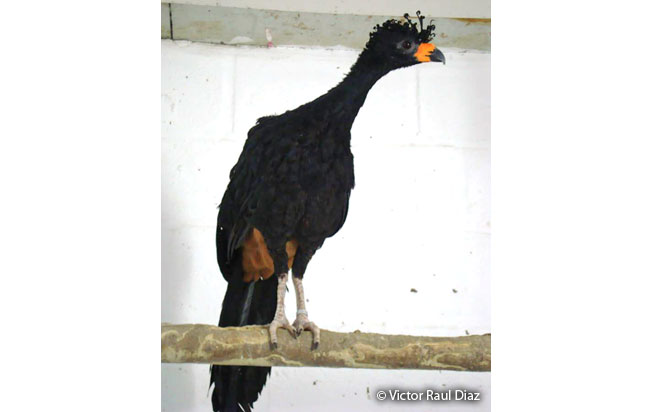 Wattled Curassow