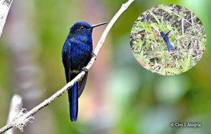 Royal Sunangel (Heliangelus regalis) - Peru Aves