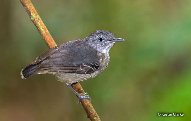 Black-chinned Antbird (Hypocnemoides melanopogon) - Peru Aves