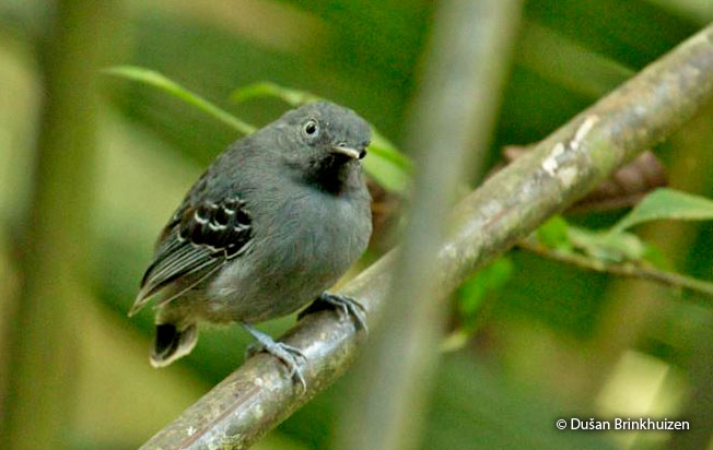 Black-chinned Antbird (Hypocnemoides melanopogon) - Peru Aves