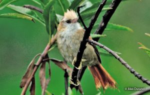Creamy-crested Spinetail (Cranioleuca albicapilla) - Peru Aves