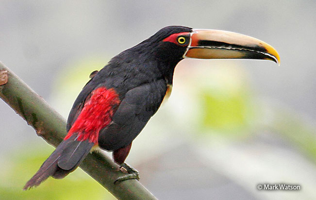 Pale-mandibled Araçari