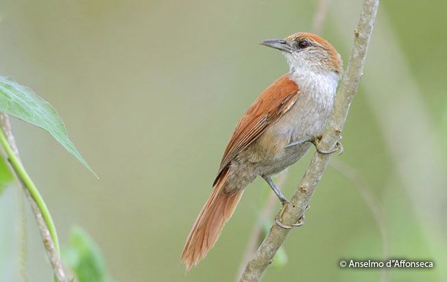Parker’s Spinetail (Cranioleuca vulpecula) - Peru Aves