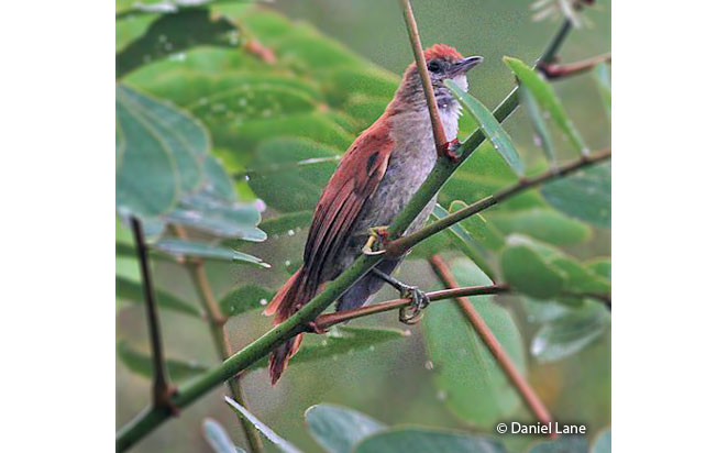 Parker’s Spinetail (Cranioleuca vulpecula) - Peru Aves