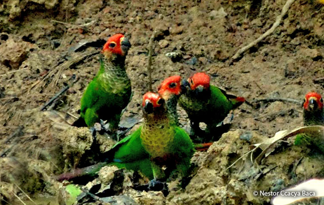 Rose-fronted Parakeet