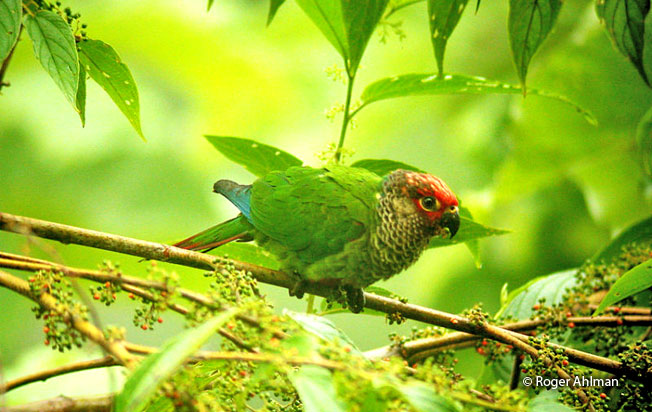 Rose-fronted Parakeet