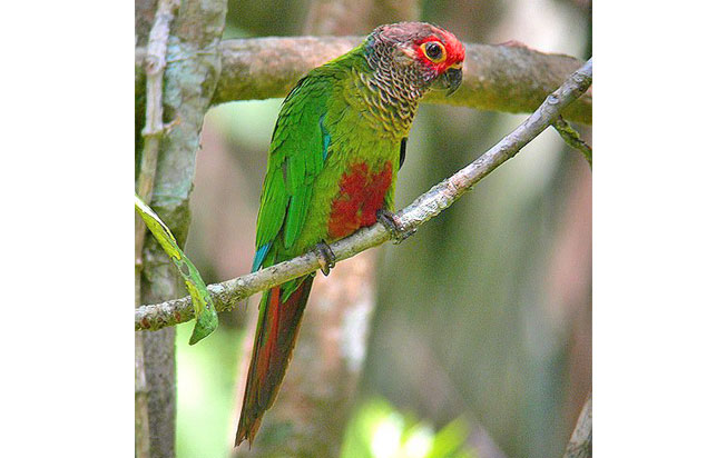 Rose-fronted Parakeet