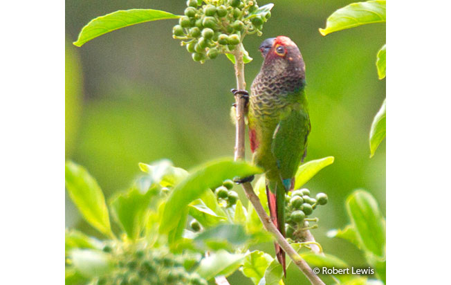 Rose-fronted Parakeet