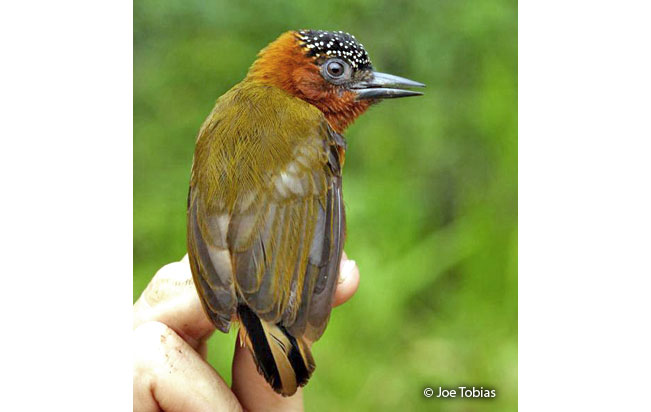 Rufous-breasted Piculet