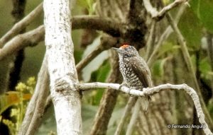 Speckle-chested Piculet