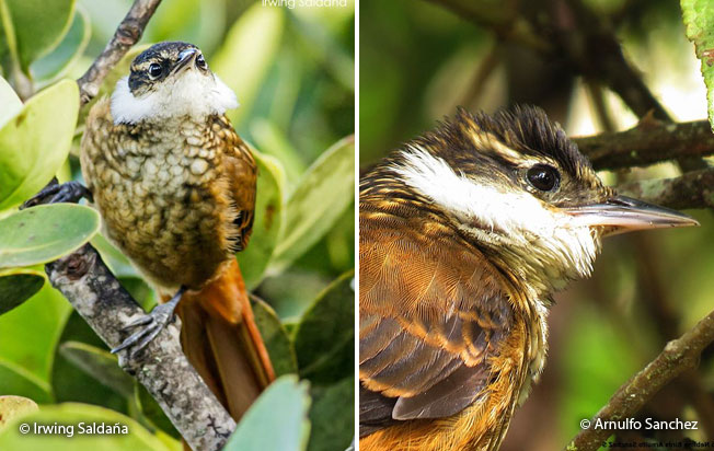 Streaked Tuftedcheek (Pseudocolaptes boissonneautii) - Peru Aves