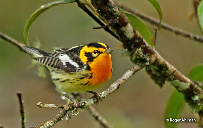 Blackburnian Warbler (Setophaga fusca) - Peru Aves