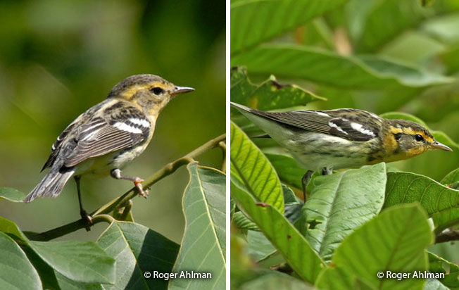 Blackburnian Warbler (Setophaga fusca) - Peru Aves