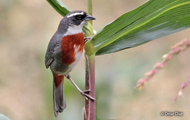 Chestnut-breasted Mountain Finch (Poospizopsis Caesar) - Peru Aves