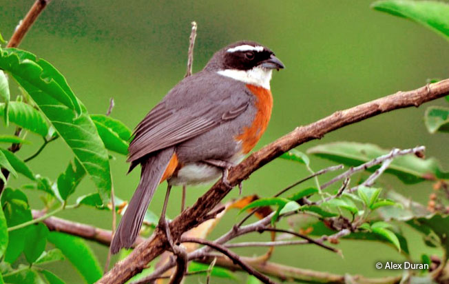Chestnut-breasted Mountain Finch (Poospizopsis Caesar) - Peru Aves