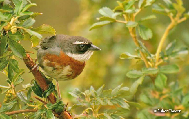 Chestnut-breasted Mountain Finch (Poospizopsis Caesar) - Peru Aves