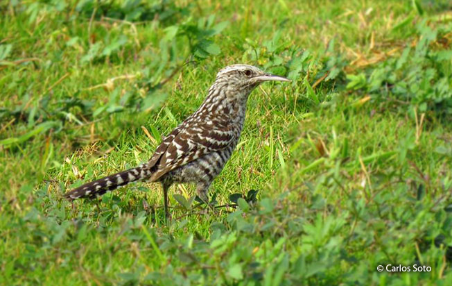 Fasciated Wren (Campylorhynchus fasciatus) - Peru Aves