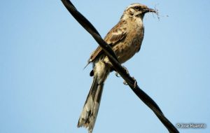 Long-tailed Mockingbird (Mimus longicaudatus) - Peru Aves