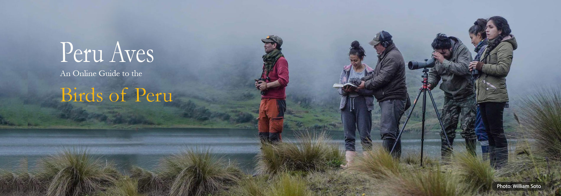 Birds of Peru