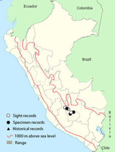 Ampay Tapaculo (Scytalopus whitneyi) - Peru Aves