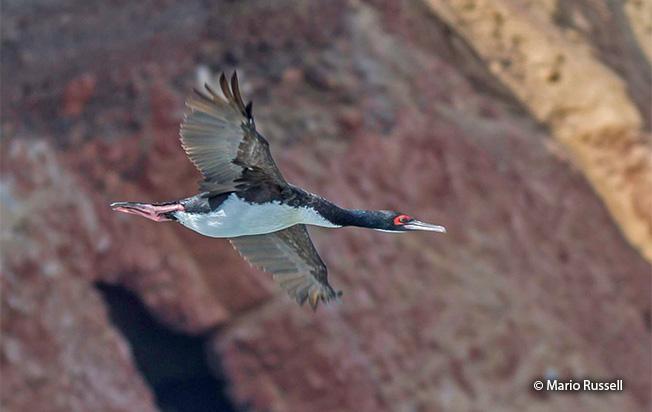Guanay Cormorant (Phalacrocorax bougainvillii) - Peru Aves